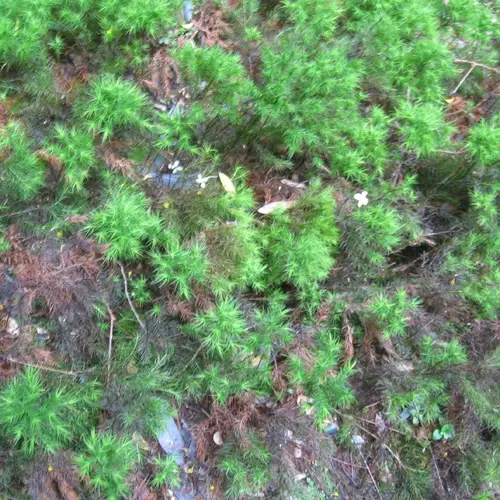 Giant moss (Dendroligotrichum dendroides) Flower, Leaf, Care, Uses ...