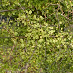 How to Prune Red-currant coprosma