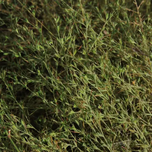 Ceratocarpus arenarius Flower, Leaf, Care, Uses - PictureThis