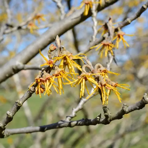 Hamamelis japonica - PictureThis