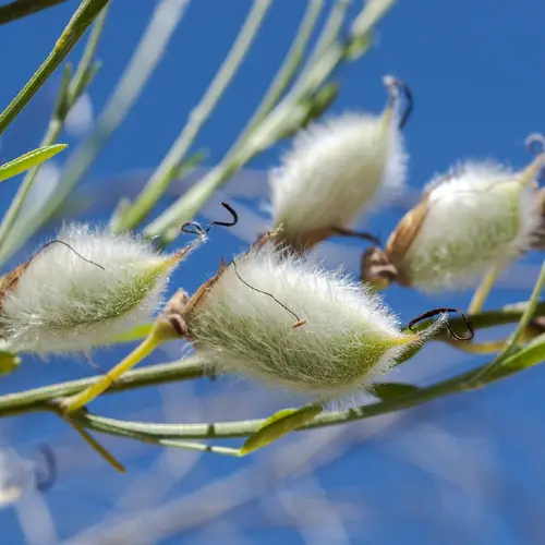 Escobón morisco (Cytisus striatus) - PictureThis