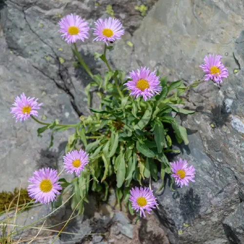 Variable fleabane (Erigeron glabratus) Flower, Leaf, Care, Uses ...