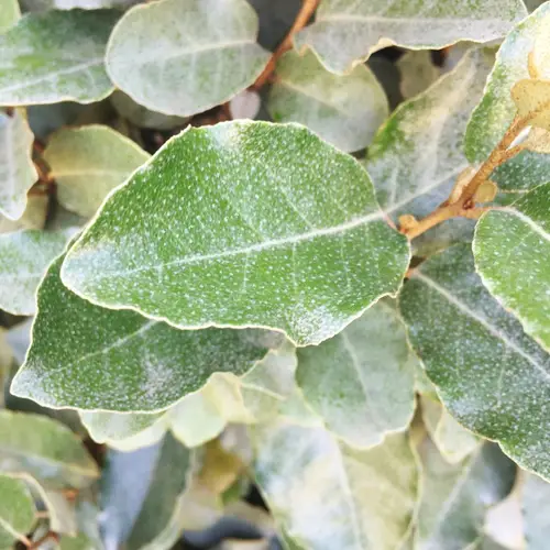 Chalef à Grandes Feuilles (Elaeagnus macrophylla) - PictureThis