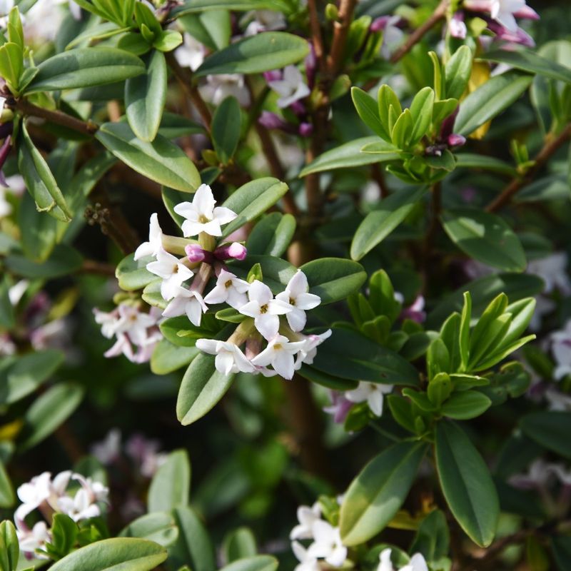 How to Solve Tangut daphne Plant Problems