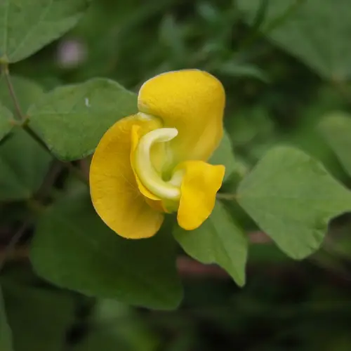Dunbaria villosa - PictureThis