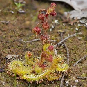 How to Grow and Care for Catapult-flypaper trap