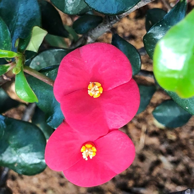 What Problems Affect Thornless crown of thorns?