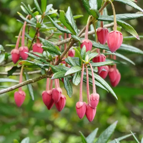 Crinodendron hookerianum - PictureThis