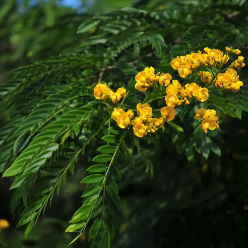 How to Plant and Grow Golden wonder tree(Senna spectabilis)