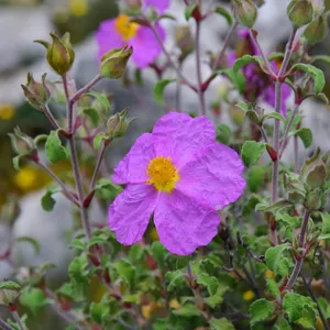 How to Prune Pink rock-rose