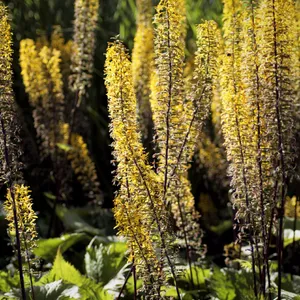 How to Propagate Rocket Ligularia