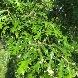 How to Grow and Care for Turkey oak