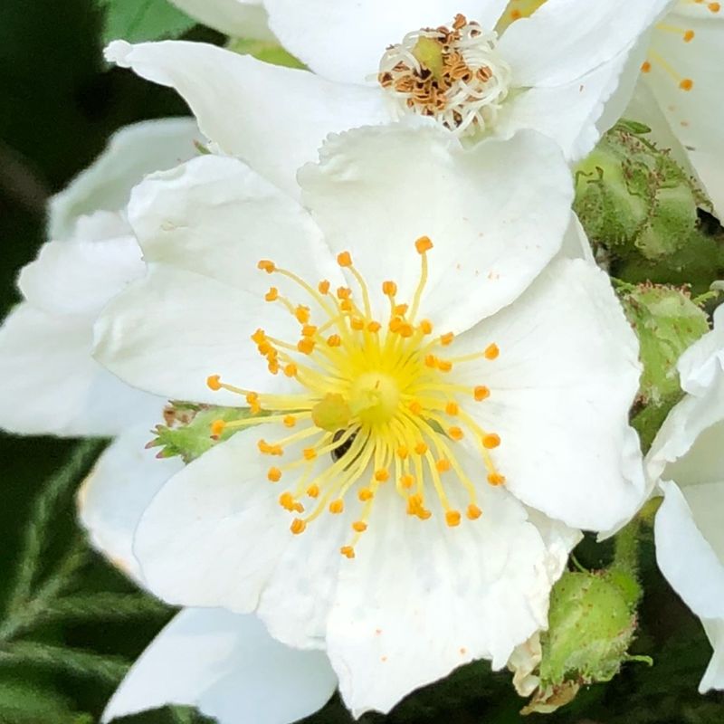 How Can Field rose Enhance Your Landscaping?