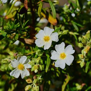 How to Grow and Care for Montpelier cistus