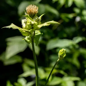 How to Propagate Cabbage thistle