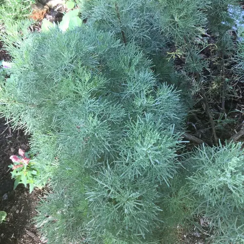 Tree wormwood (Artemisia arborescens) Flower, Leaf, Care, Uses ...