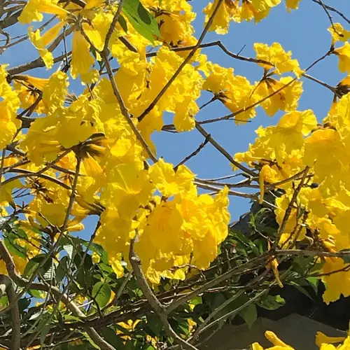 Araguaney (Handroanthus chrysanthus) - PictureThis