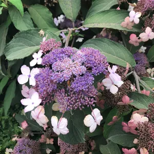 How to Propagate Hairy hydrangea