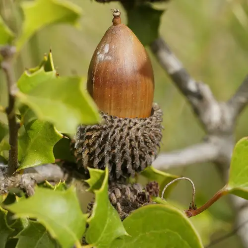 How to Plant and Grow Kermes oak(Quercus coccifera)
