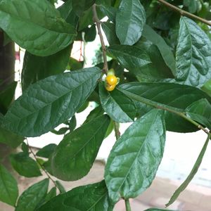Siamese rough bush - Streblus asper (Care, Characteristics ...