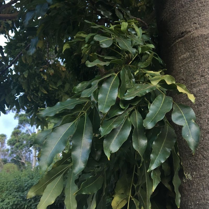 What Are Common Problems with Cape-ash?