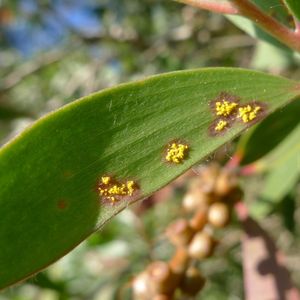 Sphaerophragmiaceae - PictureThis