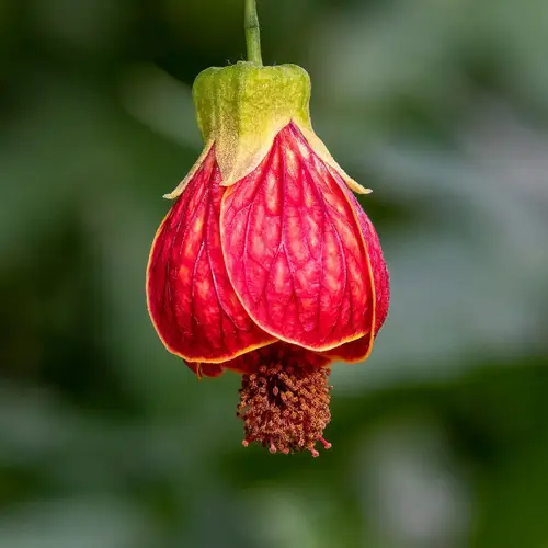 How to Plant and Grow Red-vein Indian mallow(Callianthe striata)