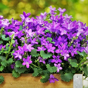 How to Propagate Wall bellflower