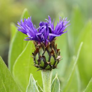 Василёк горный (Centaurea montana) - PictureThis