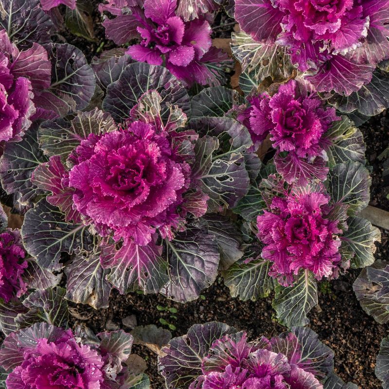 How to Solve Common Kale Plant Problems?