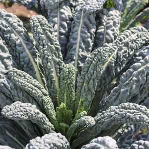 How to Grow and Care for Jersey Kale