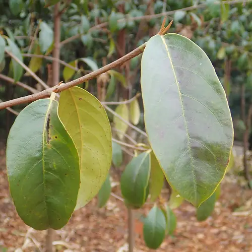 Viburnum punctatum - PictureThis