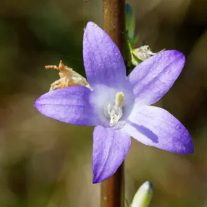 How to Propagate Chimney bellflower