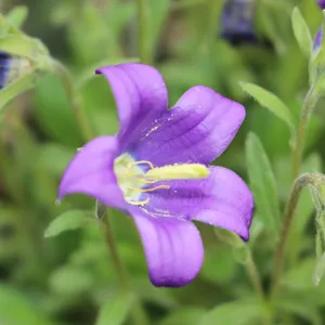 How to Propagate Bellflower