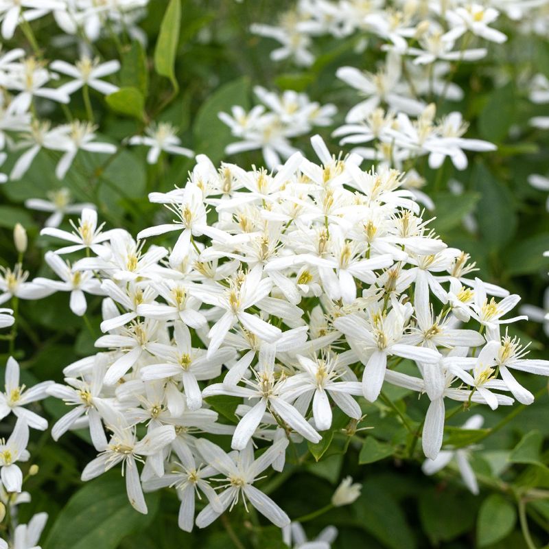 The Language and Meaning of Ground Virgin's Bower in Floral Culture