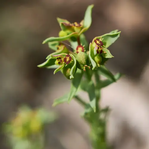 Dwarf spurge (Euphorbia exigua) Flower, Leaf, Care, Uses - PictureThis