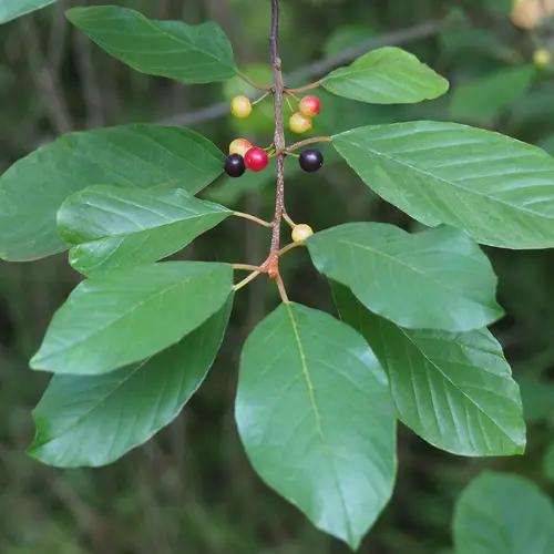 Faulbaum (Frangula alnus subsp. alnus) - PictureThis