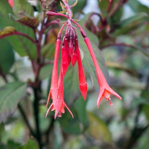 How to Grow and Care for Upright fuchsia