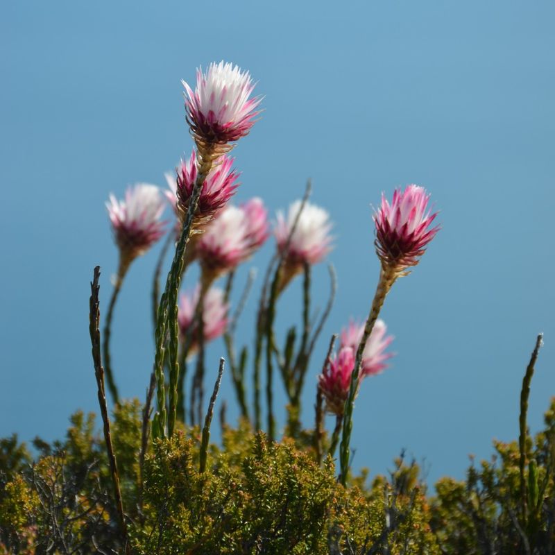 The Timeless Beauty and Symbolism of the Sewejaartjie Flower