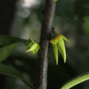 How to Transplant Gajah beranak? (Ideal time, Methods, and Post Care)