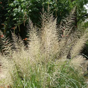 How to Prune Big sacaton