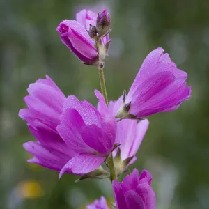 How to Propagate Meadow checkerbloom