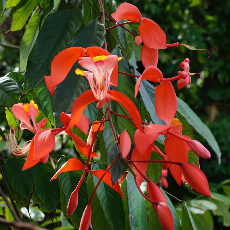 Discover the Allure and Symbolism of the Tree of Heaven Flower