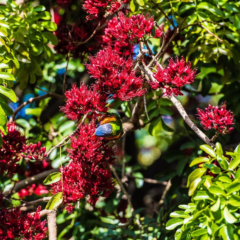 Common Problems in the Fuchsia-tree and How to Solve Them