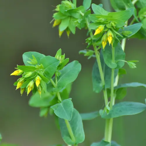 Lesser honeywort (Cerinthe minor) Flower, Leaf, Care, Uses - PictureThis