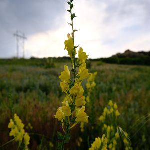 How to Grow and Care for wild snapdragon
