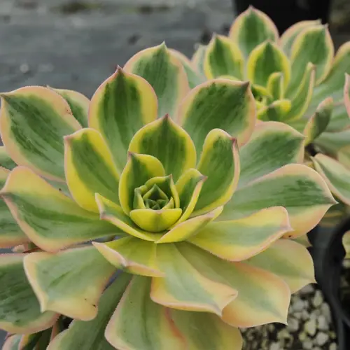How to Plant and Grow Copper pinwheel(Aeonium 'Sunburst')