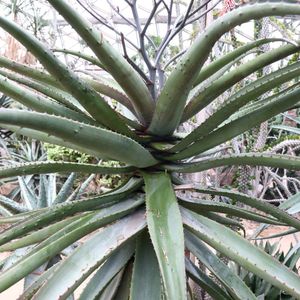 Cómo cultivar y cuidar una Aloe excelsa