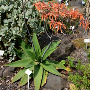 How to Propagate Coral aloe
