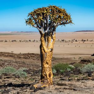 How to Grow and Care for Quiver tree